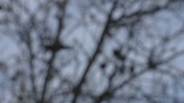 Крепкий Орешек