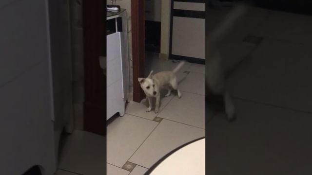 Шада не хочет одеваться