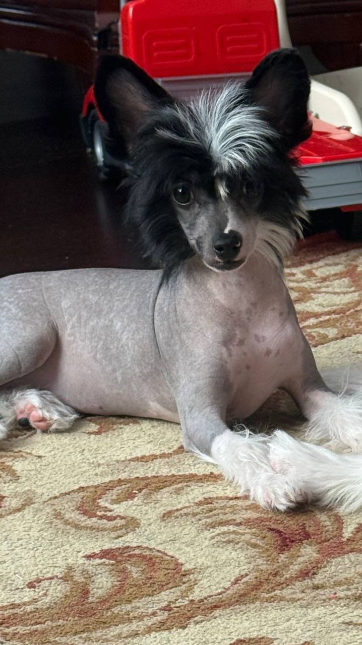 Привет от Дашеньки (3 мес.)! Играет с подружкой Асей (4 мес)