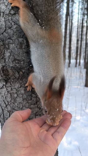 Белка в сильный мороз прибежала за орехами