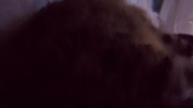 видео про тишку короткий