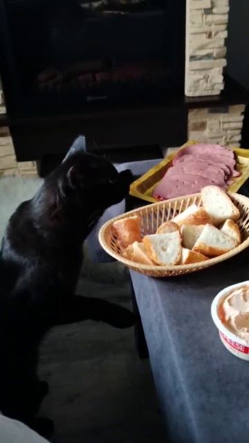 Скромный кот