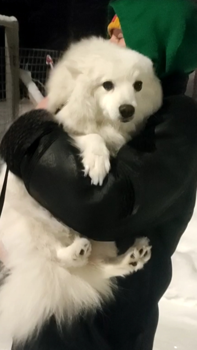 Шпиц портрет акрилом на холсте 🥰