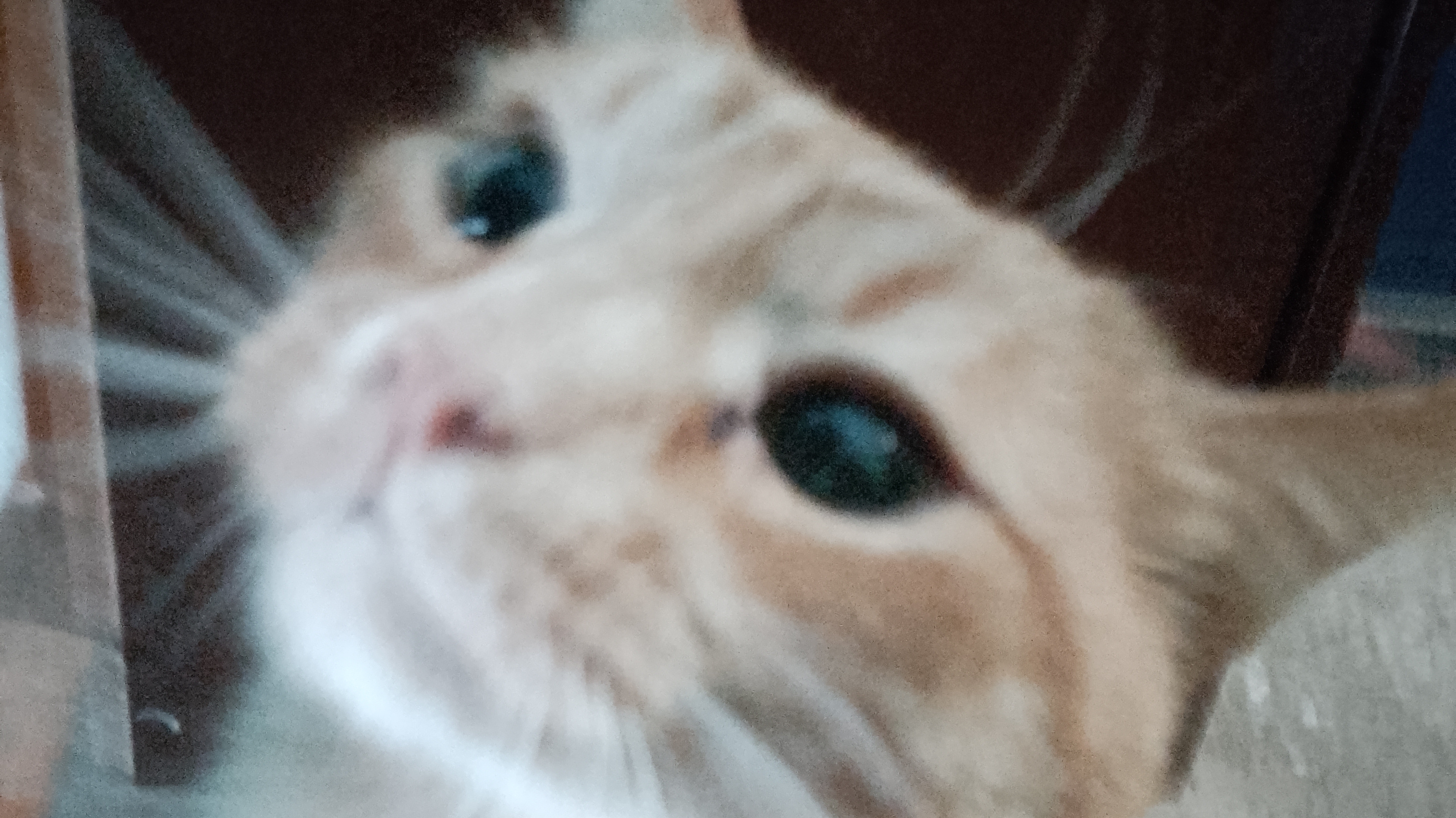 ЭДИТ Мурзик (согласитесь что он милый