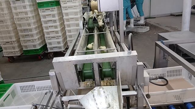 Куринные горки,птицефабрика.цыплята на ковейере едут