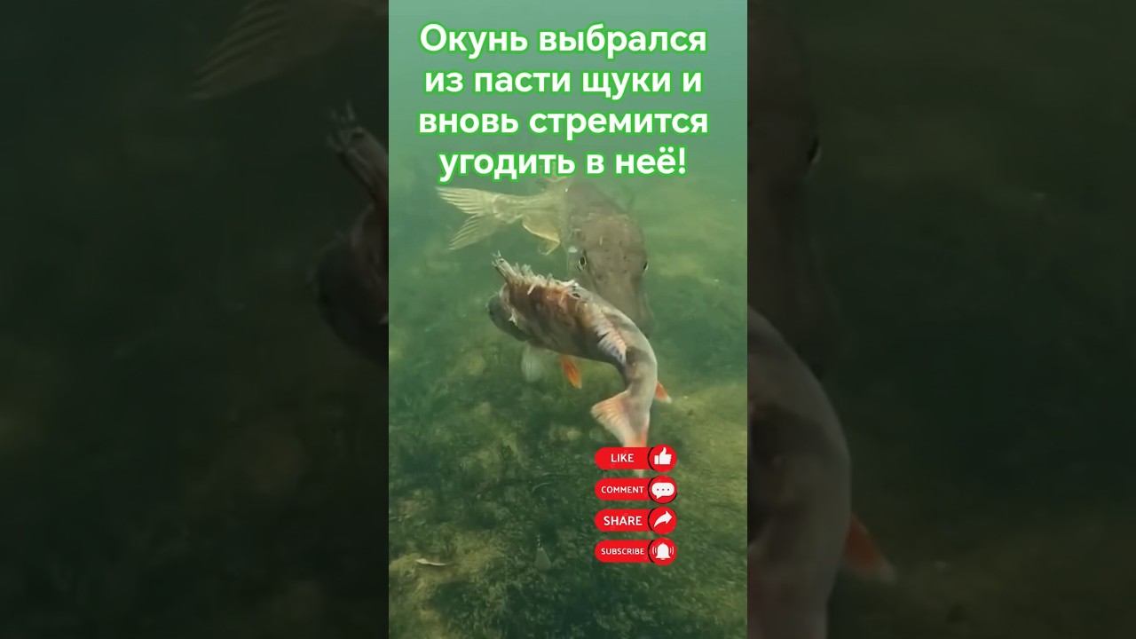 Попытка съесть окуня! Поклевка щуки на окуня.