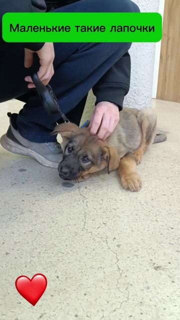 Милый щенок пришёл за покупками в Мистер Гав