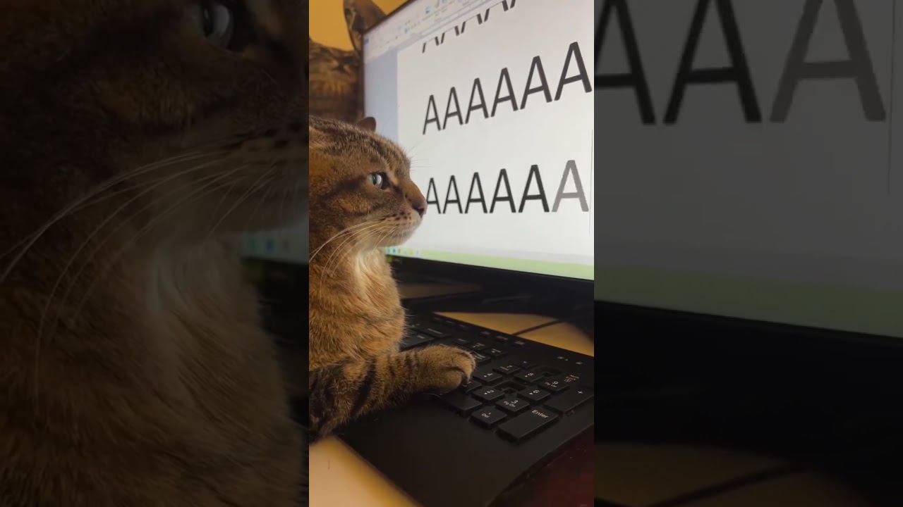 Душевный крик кота