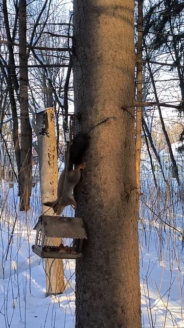 Белка с утра прибежала к кормушке