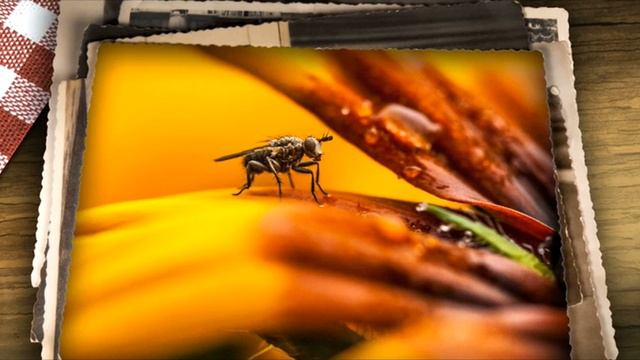 Lex Gaisler - Rise Tomorrow