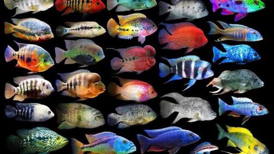 Следим за рыбками