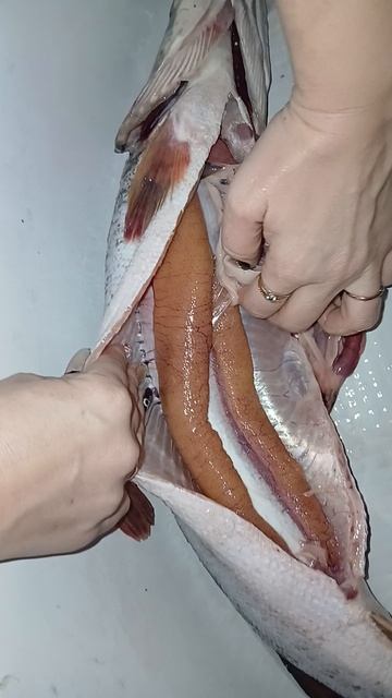 Поймала много огромной щуки.И она вся с икрой. В рубе весом 5.5 кг, 2 килограмма икры. Хороший улов