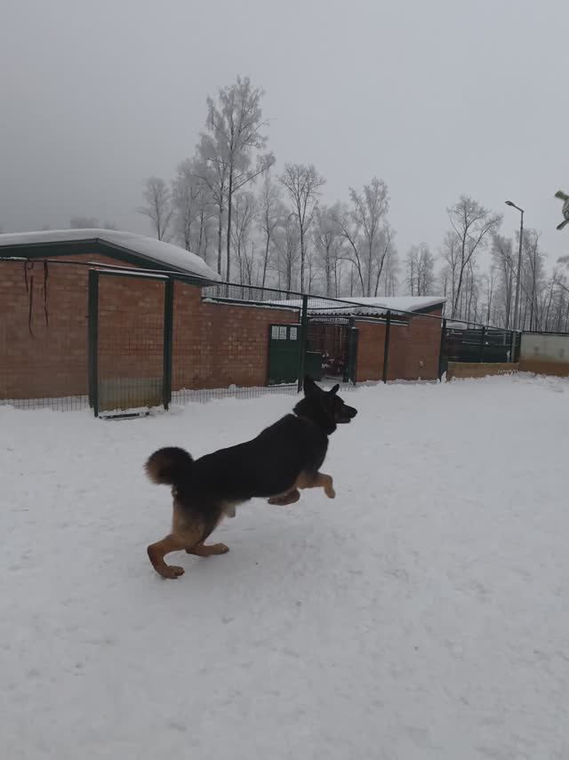 Лукас на площадке приюта, 21 янв. 2026 ❥ Хроника #без_монтажа ❥ Приют в Малинках