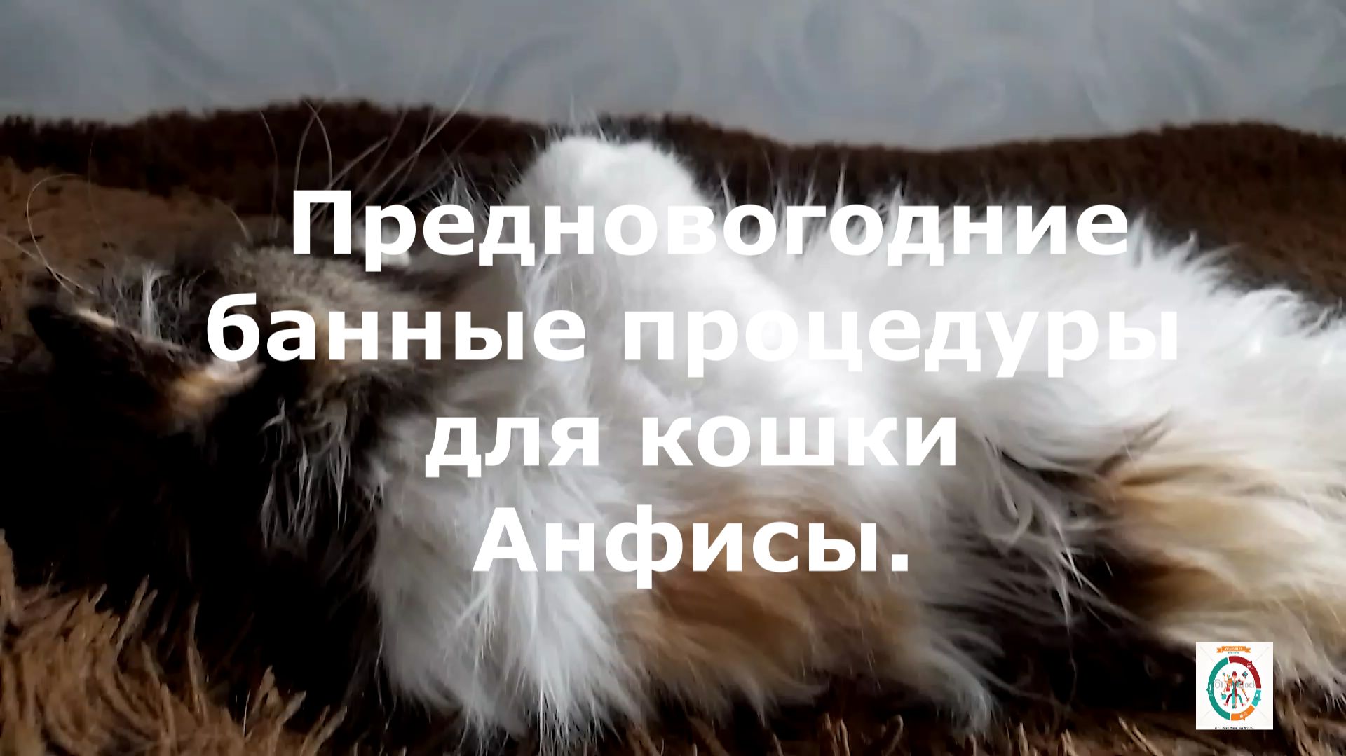 Предновогодние банные процедуры для кошки Анфисы. Кошки тоже любят чистоту.