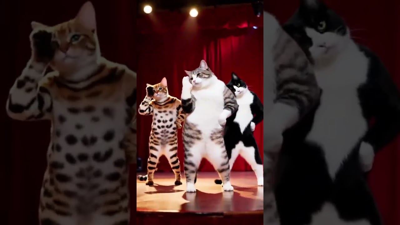 Этот танец котов вообще угар