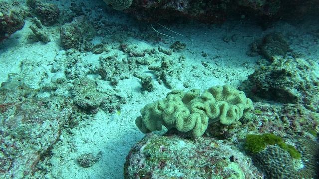 лобстер Симиланские острова, дайвинг в Таиланде 2026