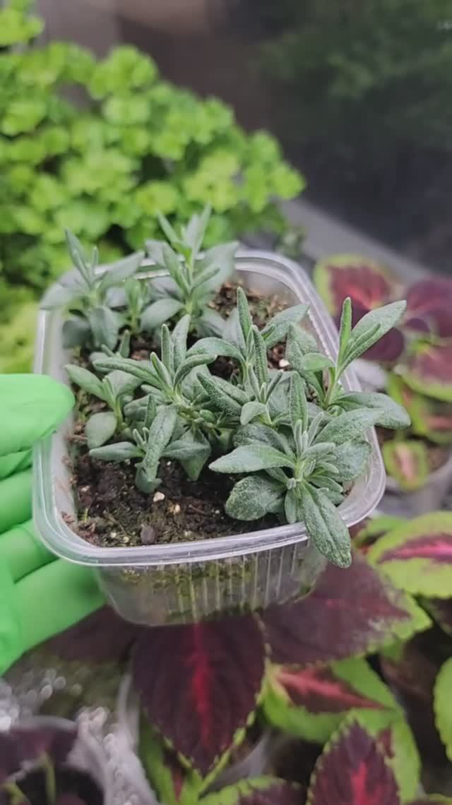 Лаванда..Посев в Январе ❄️🪻