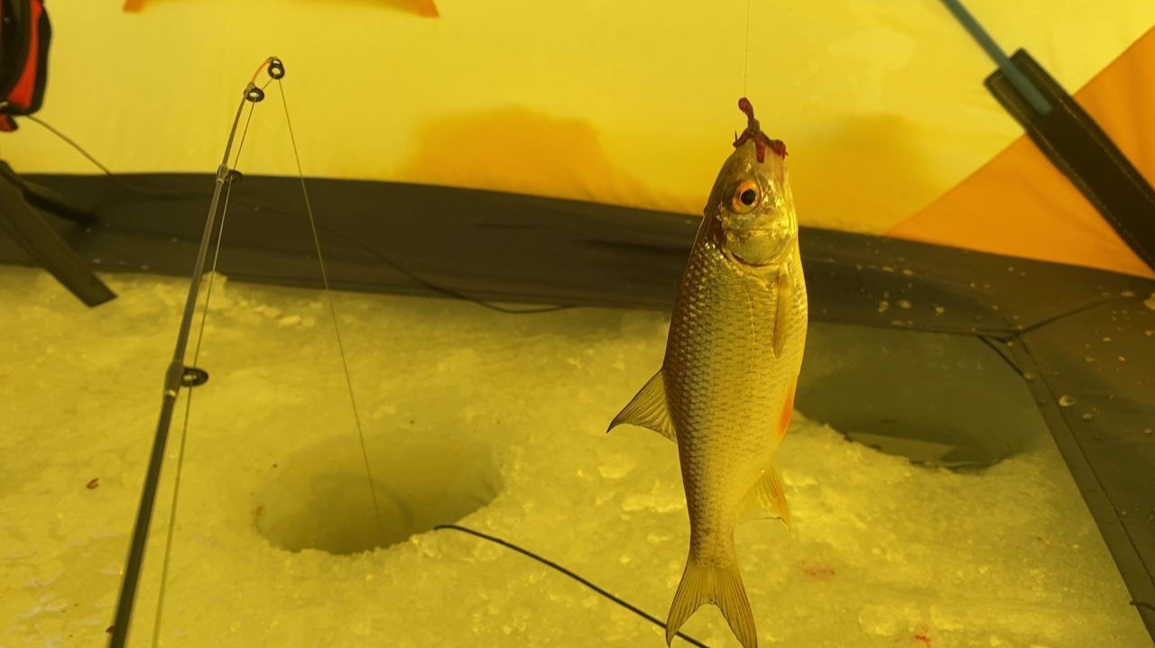 ПЛОТВА НА ПОДЛЕДНЫЙ ФИДЕР