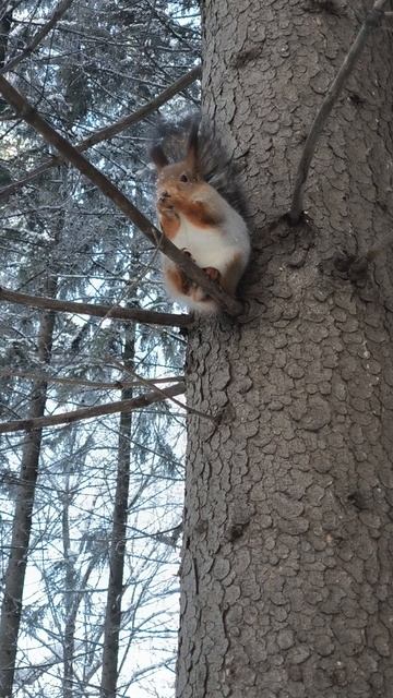 Белка почистила лапки после орехов