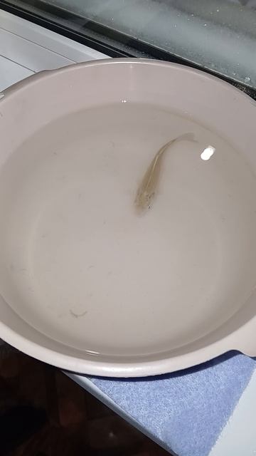 Карась с пруда живет дома в чашке.