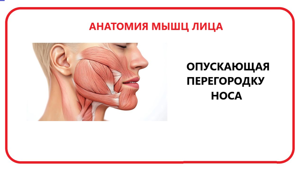 Мышца опускающая перегородку носа