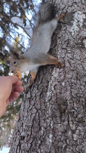 Белка спустилась с елки за орехом