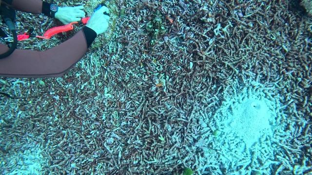 дайвинг в Таиланде, дайвинг на Симиланских островах, осьминог