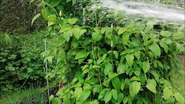 Разделение воды на живую и мёртвую.