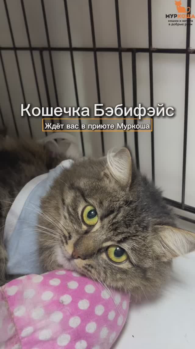 Бэбифэйс (уже дома)