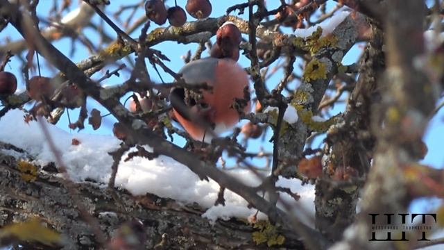 Мариинско-Посадские птицы (25.01.26)