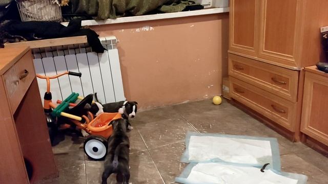 Детям Арчи и Ириски 43 дня, развиваемся