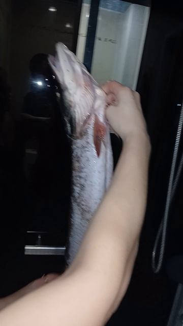 Поймала много огромной щуки.И она вся с икрой. В рыбе весом 5.5 кг, 2 килограмма икры. Хороший улов