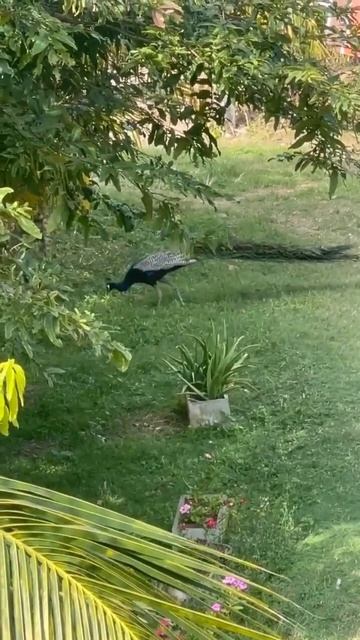 Павлины на Шри-Ланке