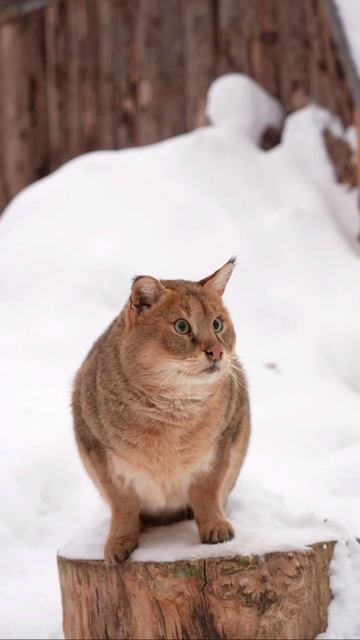 Кошачий Моисей, то есть рождённый в камышах)