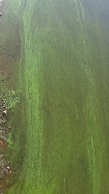 ТЕЧЕНИЕ ЦВЕТУЩЕЙ РЕКИ