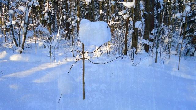 2026-01-25    ЗИМНЕЕ  БЕЗМОЛВИЕ