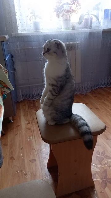 Шотландская кошка стоит на задних лапах как суслин и просит чтоб ей дали кусок мяса