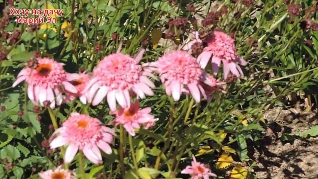 ДЕЛЮСЬ ТЕПЛОМ. Кусочек лета 2025г.