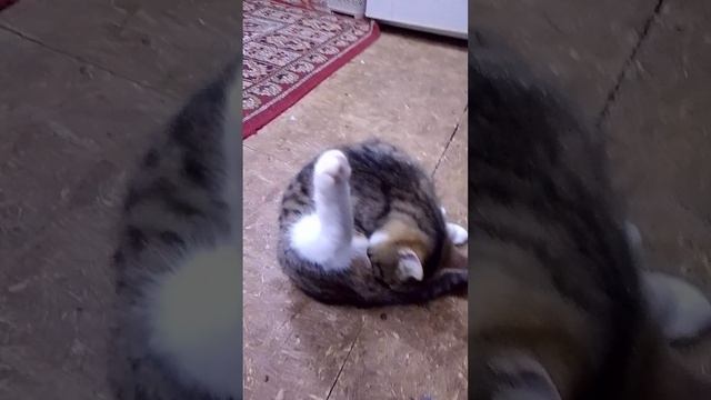 видео про тишку 2