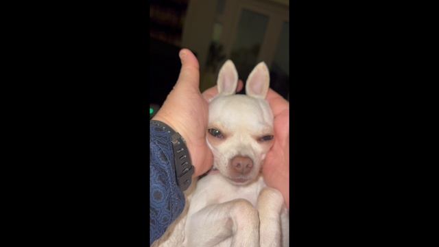 Пять в одном