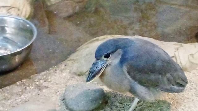 Московский зоопарк. Челноклюв.