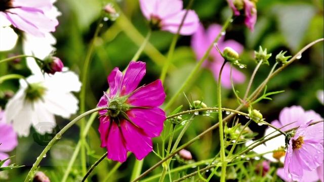 Цветы после дождя...