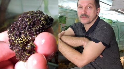 Мастера мимикрии. Моховые лягушки