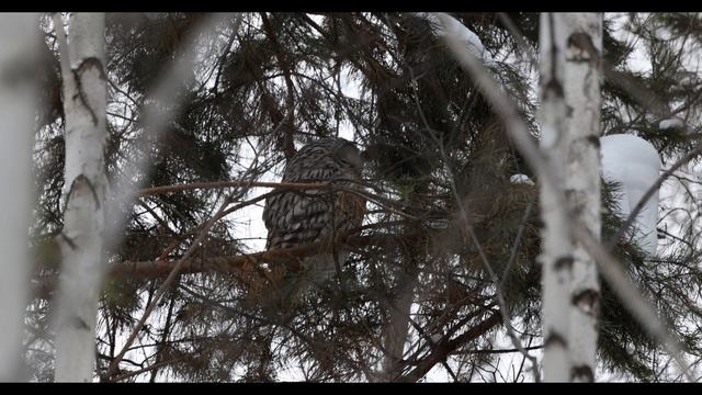 Уральская неясыть в городском парке.