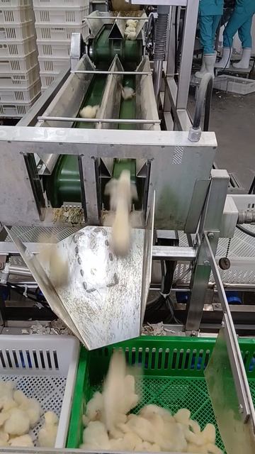 Куринные горки,птицефабрика.цыплята на ковейере едут