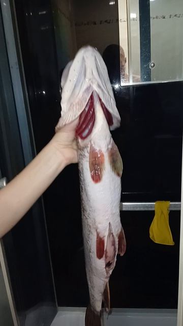 Поумала много огромной щуки.И она вся с икрой. В рубе весом 5.5 кг, 2 килограмма икры. Хороший улов