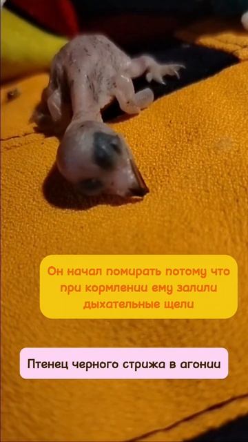 Дыхание стрижа: норма,учащенное, агония