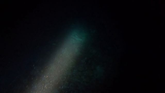 дайвинг на Симиланских островах, дайвинг в Таиланде, акула, ночной дайвинг