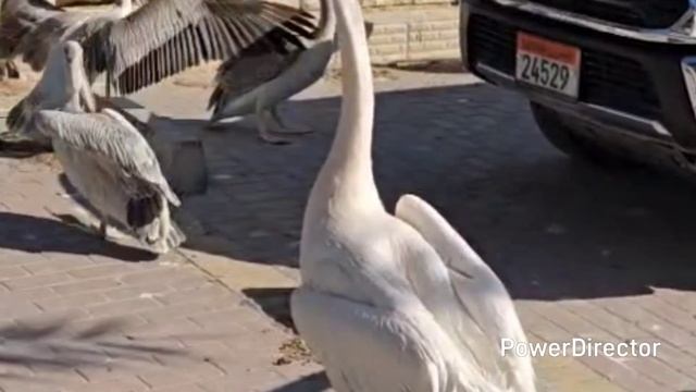 Королевство Бахрейн.