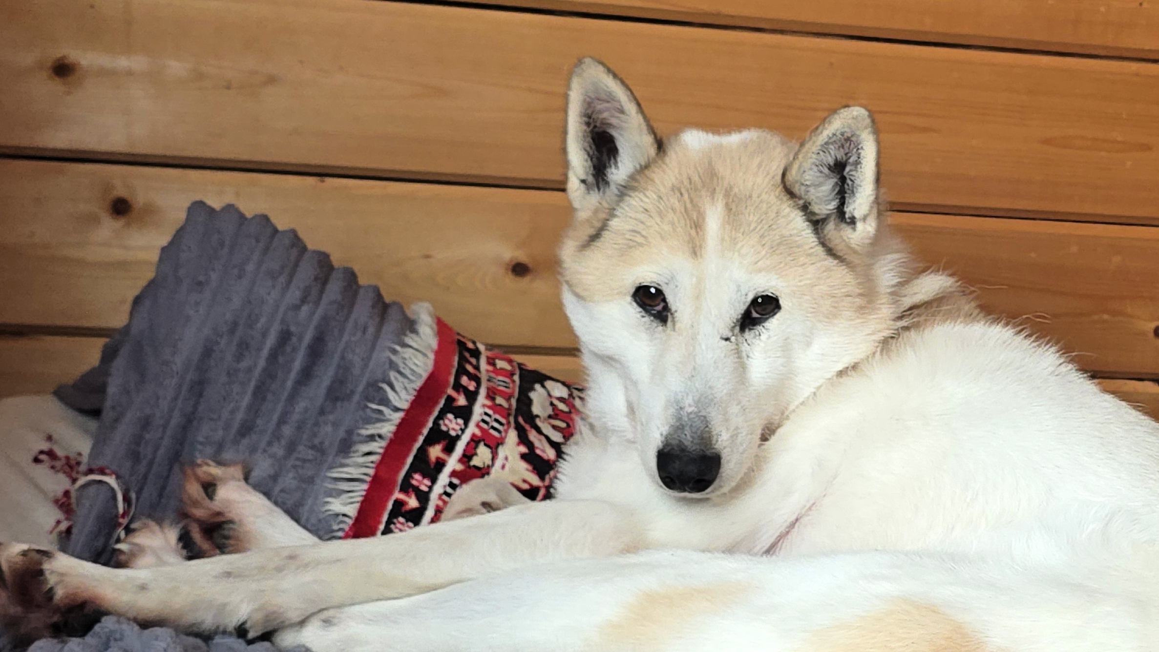 Перед операцией Белкуньи